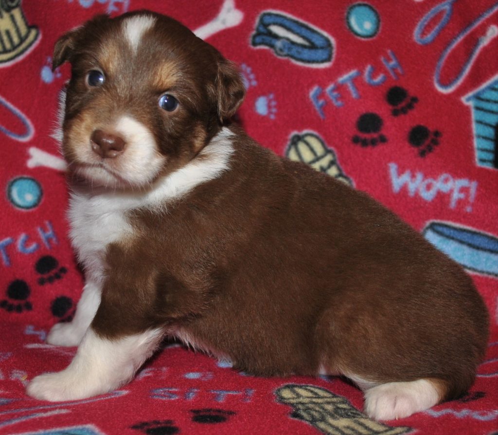 Australian Shepherd Puppies for Sale in North & South Carolina ...