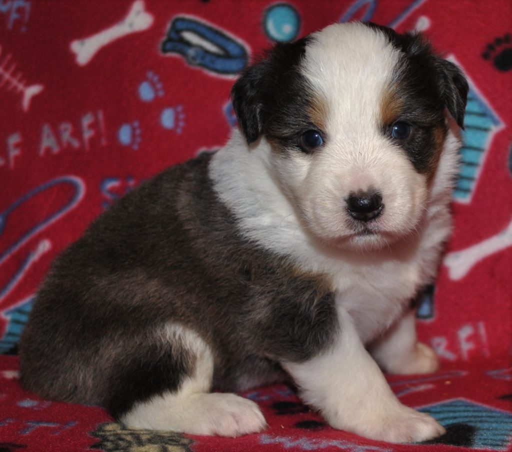 Australian Shepherd Puppies for Sale in North & South Carolina ...