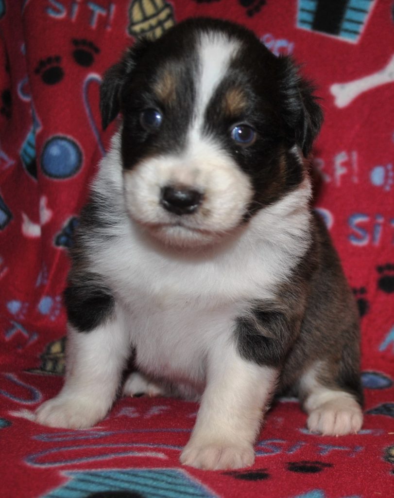 Australian Shepherd Puppies for Sale in North & South Carolina ...