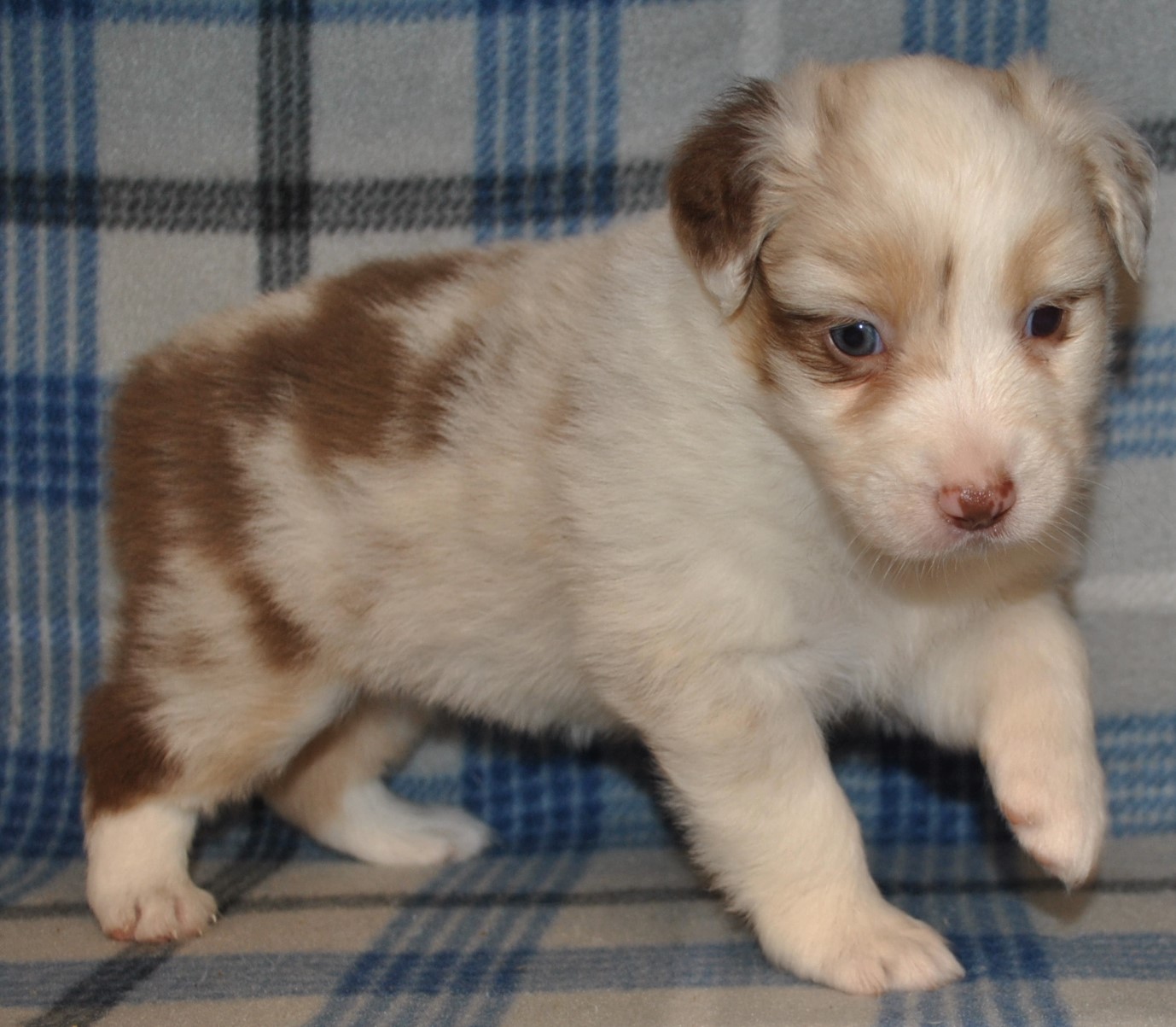 Australian Shepherd Puppies for Sale in North & South Carolina ...