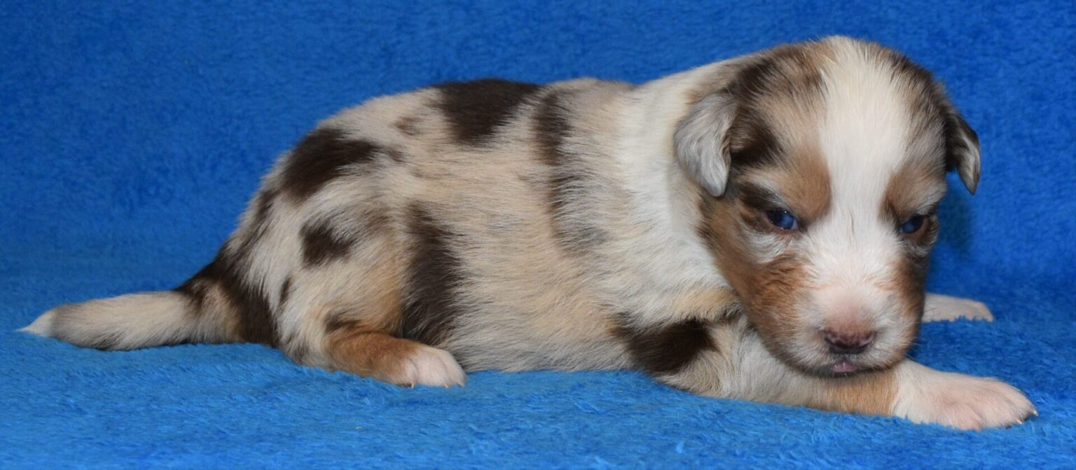 Australian Shepherd Puppies for Sale in North & South Carolina ...