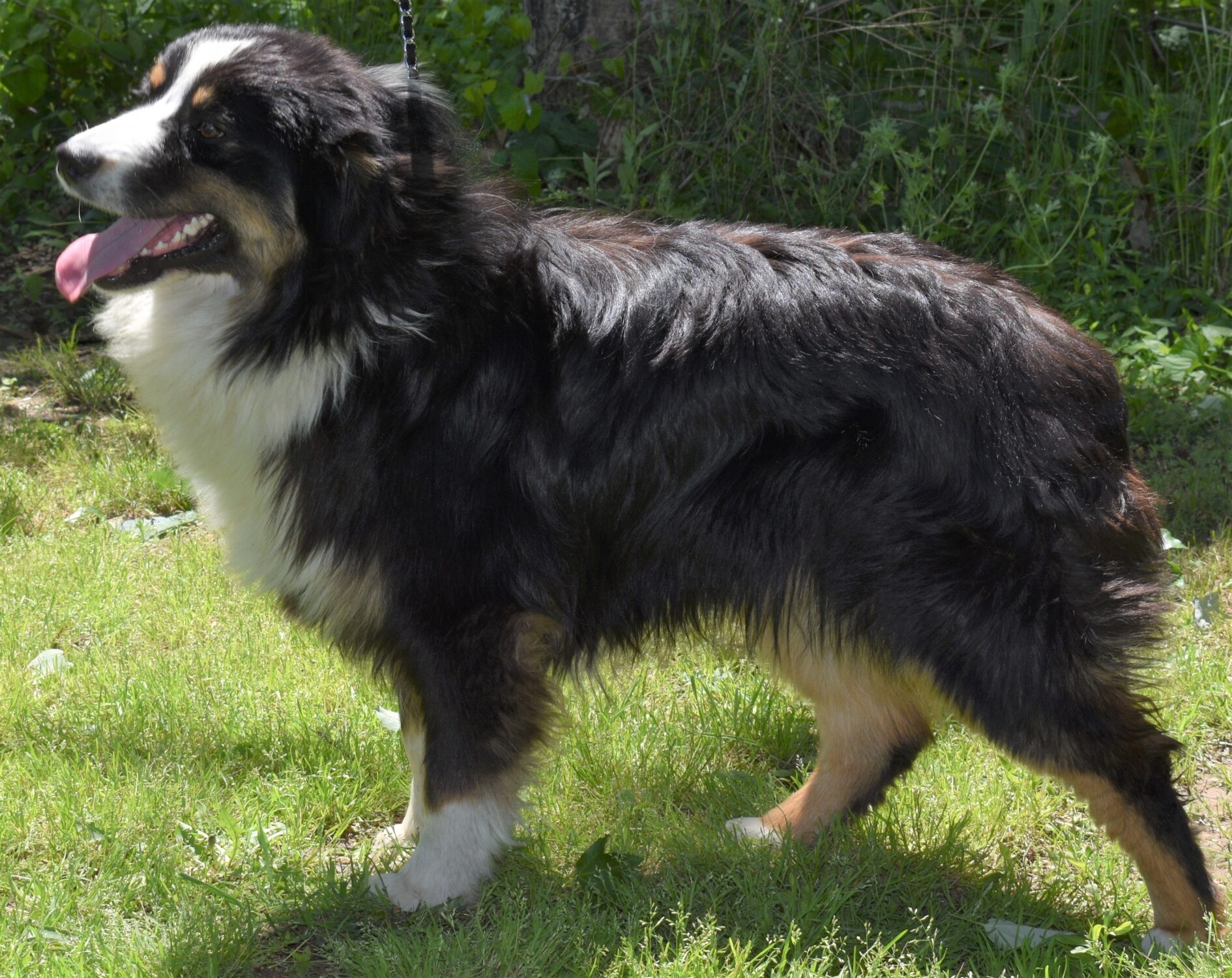 Bowie | Ramblin Ridge Aussies