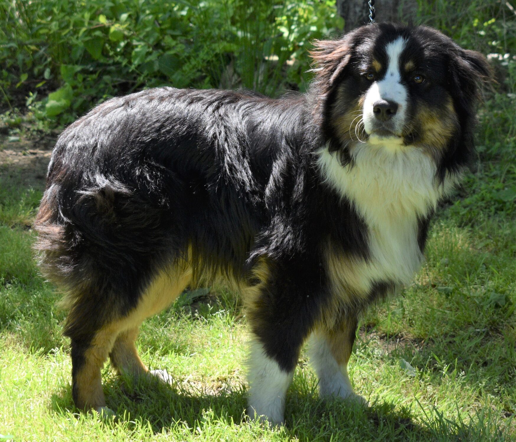 Bowie | Ramblin Ridge Aussies