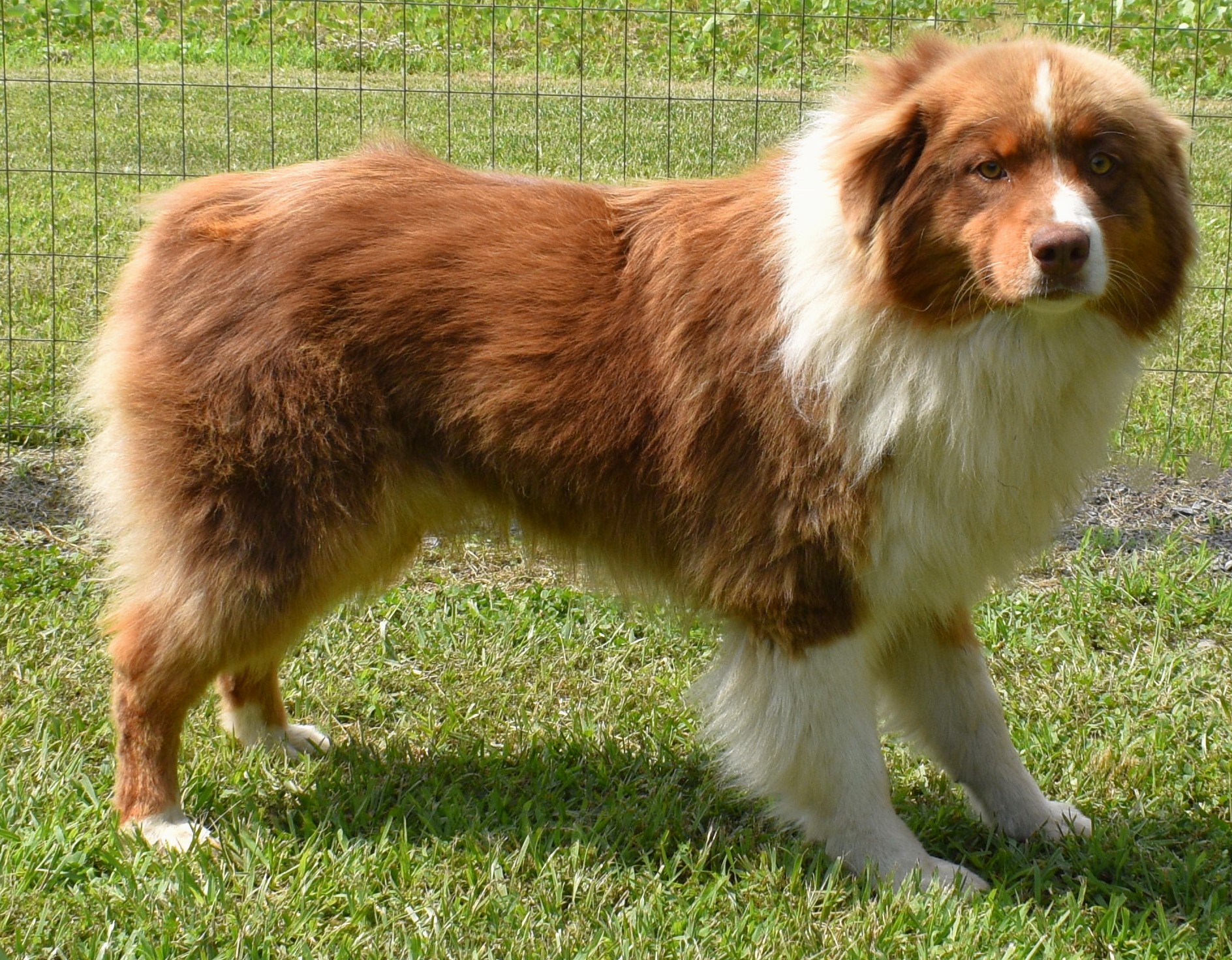 Purebred Australian Shepherd Sires in North Carolina & Virginia ...