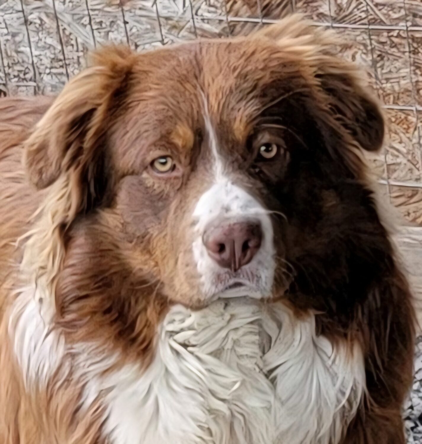 RIO | Ramblin Ridge Aussies