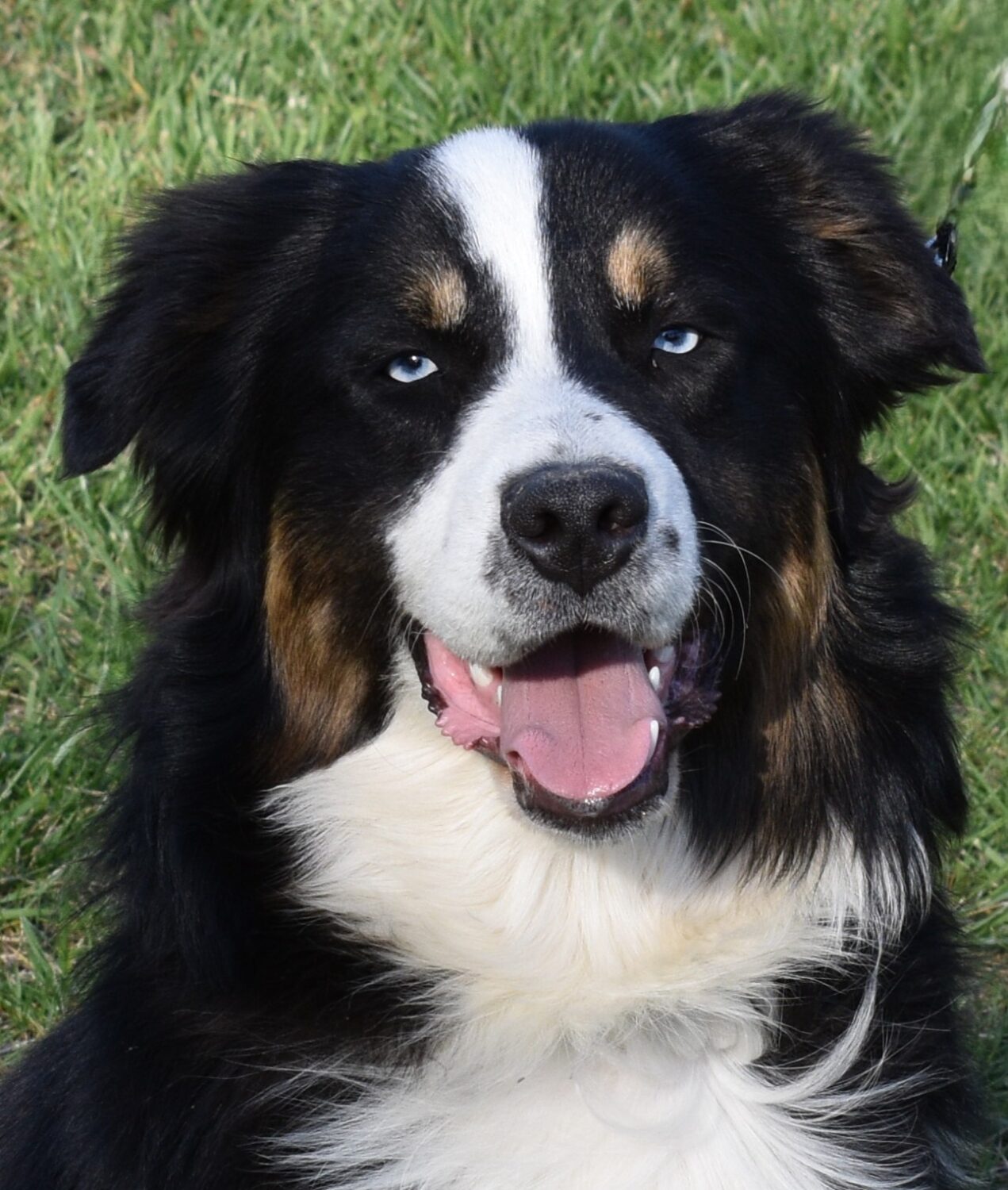 Timber | Ramblin Ridge Aussies